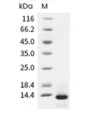 TGF beta 1 Protein, Human, Rhesus, Cynomolgus, Canine, Recombinant | TargetMol