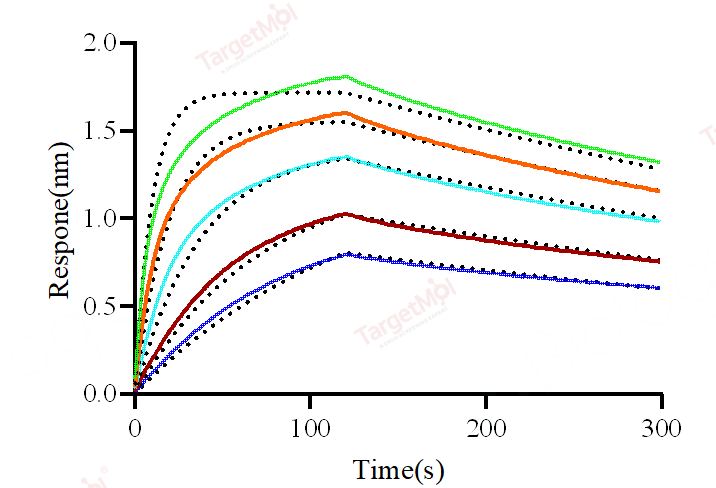 EGFR Protein, Human, Recombinant (His) | TargetMol