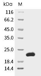 FGF-10 Protein, Human, Recombinant | TargetMol