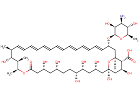 Amphotericin B | Antibiotic | Antifungal | TargetMol