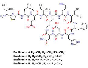 Bacitracin | Antibacterial | Antibiotic | TargetMol