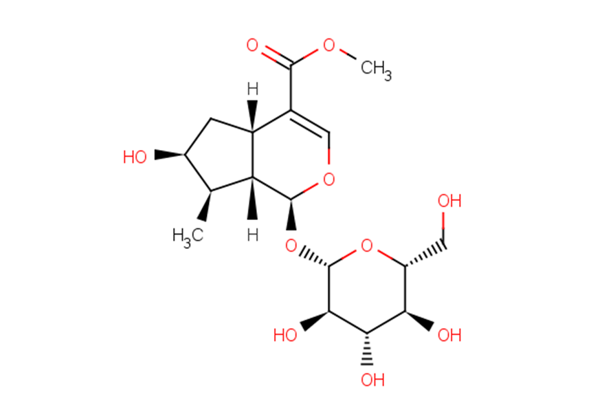 Loganin - AChE | AChR | Apoptosis | BACE | NF-κB