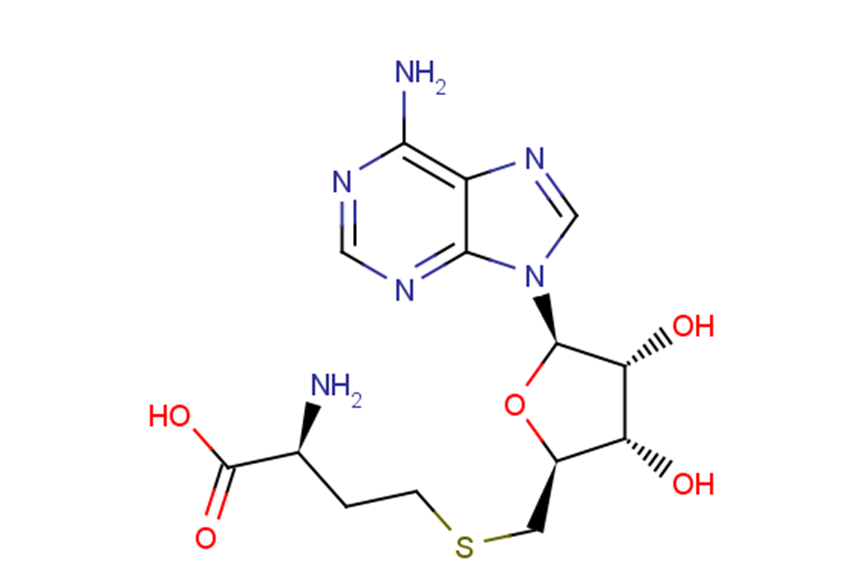 SAH - Endogenous Metabolite | Inhibitor