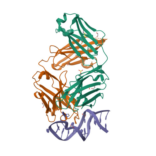Bevacizumab | 贝伐珠单抗 | VEGF 单克隆抗体 | TargetMol