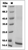 TGF beta 1 Protein, Rat/Mouse, Recombinant | TargetMol