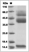 Latent TGF beta 1 Protein, Mouse, Recombinant (His) | TargetMol