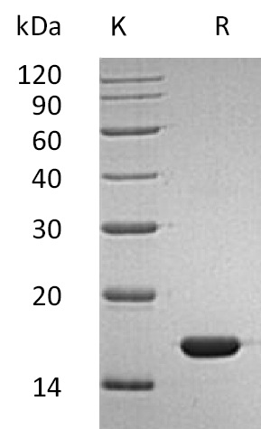 IFN-alpha 2b/IFNA2 Protein, Human, Recombinant | TargetMol