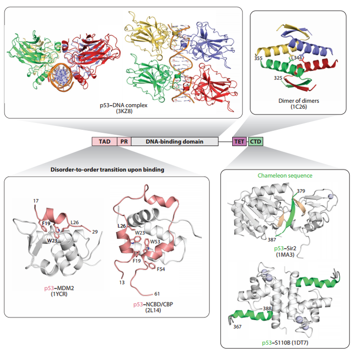 关于肿瘤克星—P53，这些你都知道吗？
