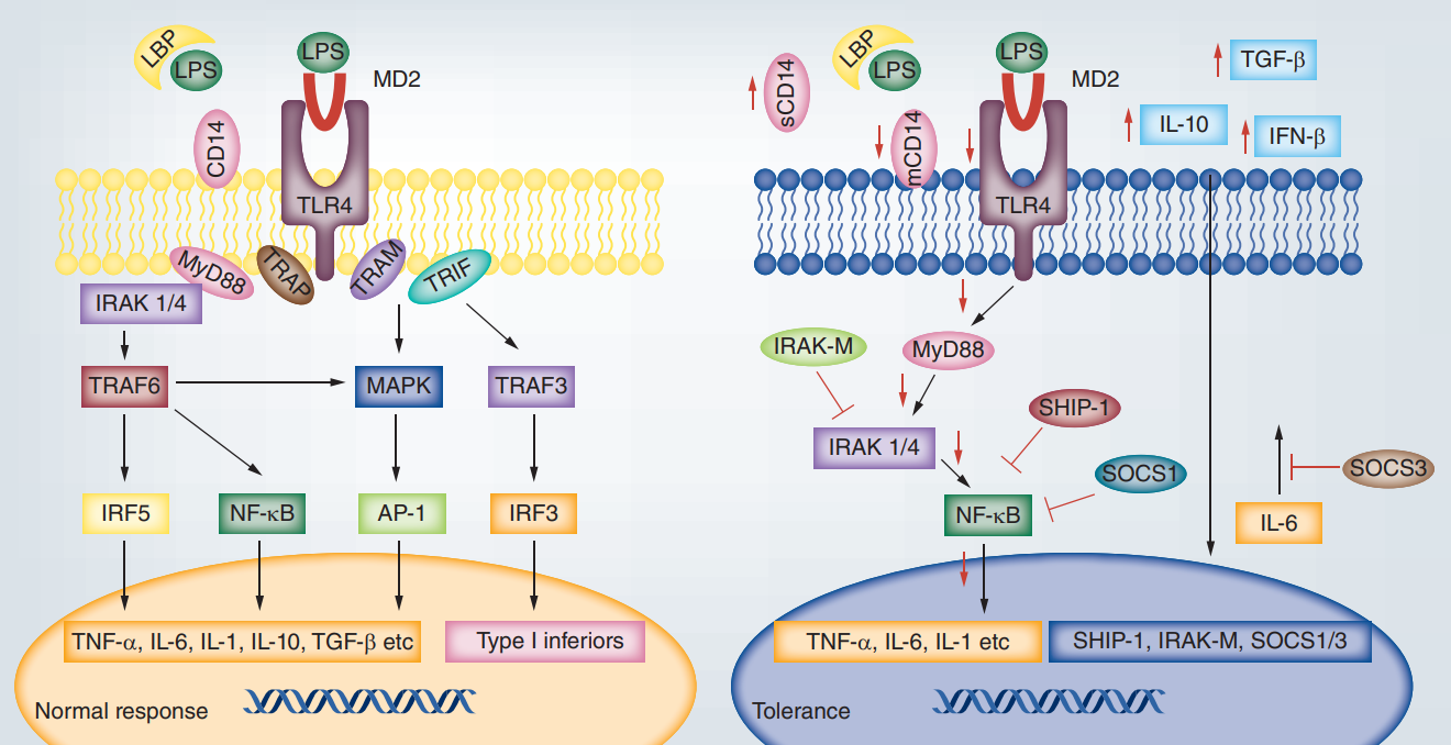 TargetMol明星分子——LPS