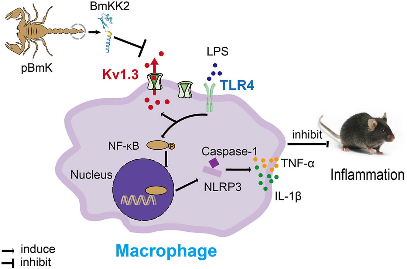 TargetMol明星分子——LPS