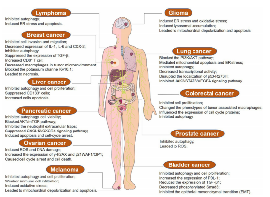 TargetMol明星分子—氯喹（Chloroquine）