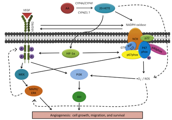TargetMol明星分子—20-HETE（心脑血管、抗癌靶点、促血管生成）