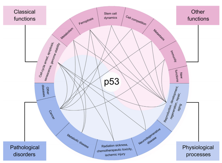 关于肿瘤克星—P53，这些你都知道吗？
