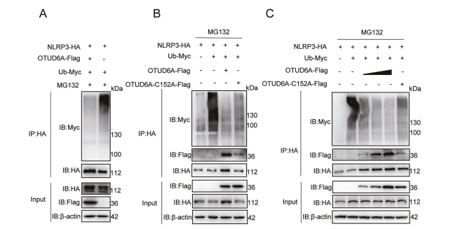 TargetMol明星分子—MG-132